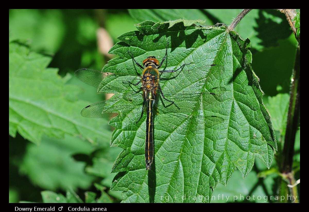 101. Downy Emerald - Cordulia aenea - UK European photo | Dragonfly Prime