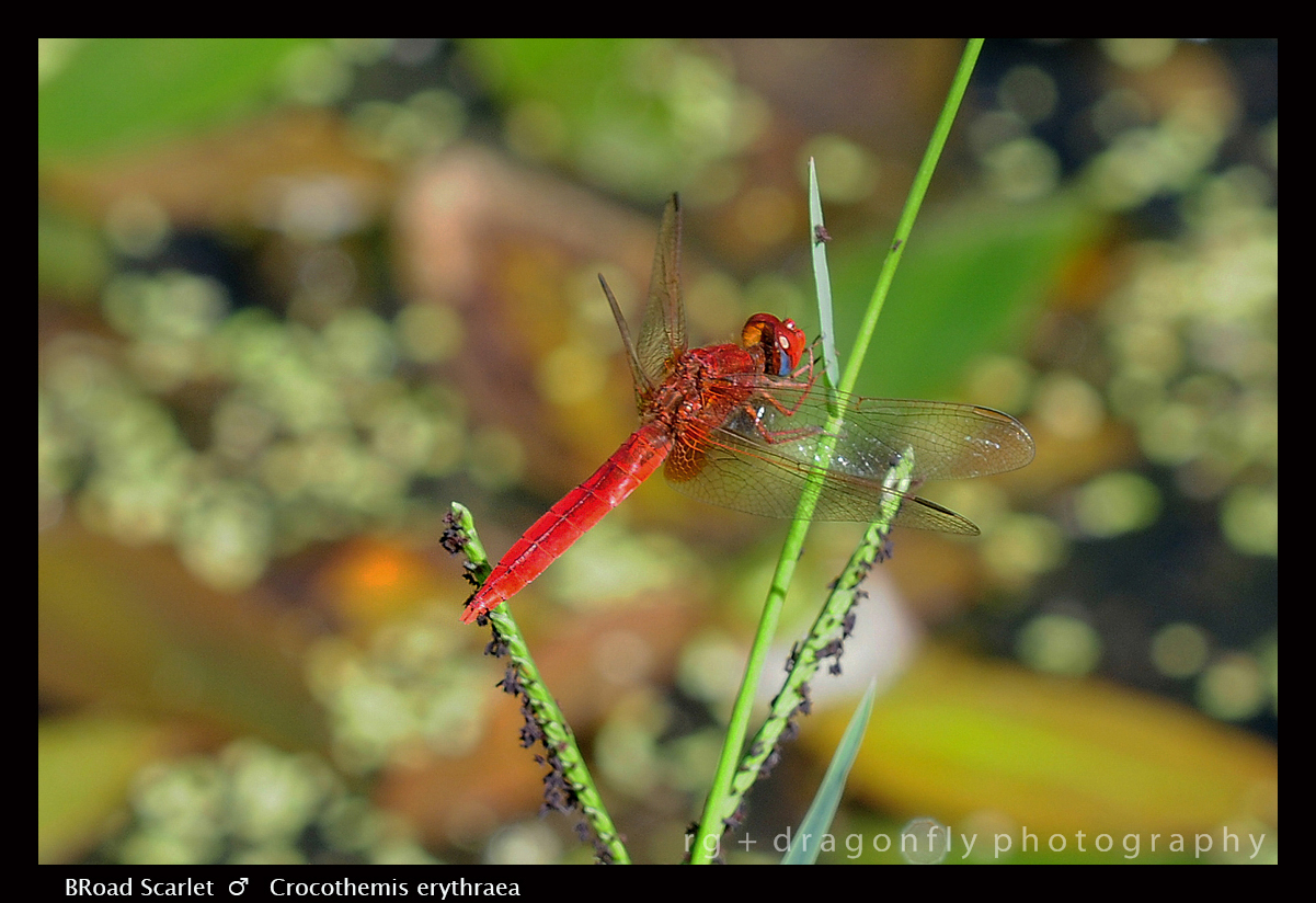 144. Broad Scarlet - Scarlet Darter - Crocothemis erythraea - UK ...