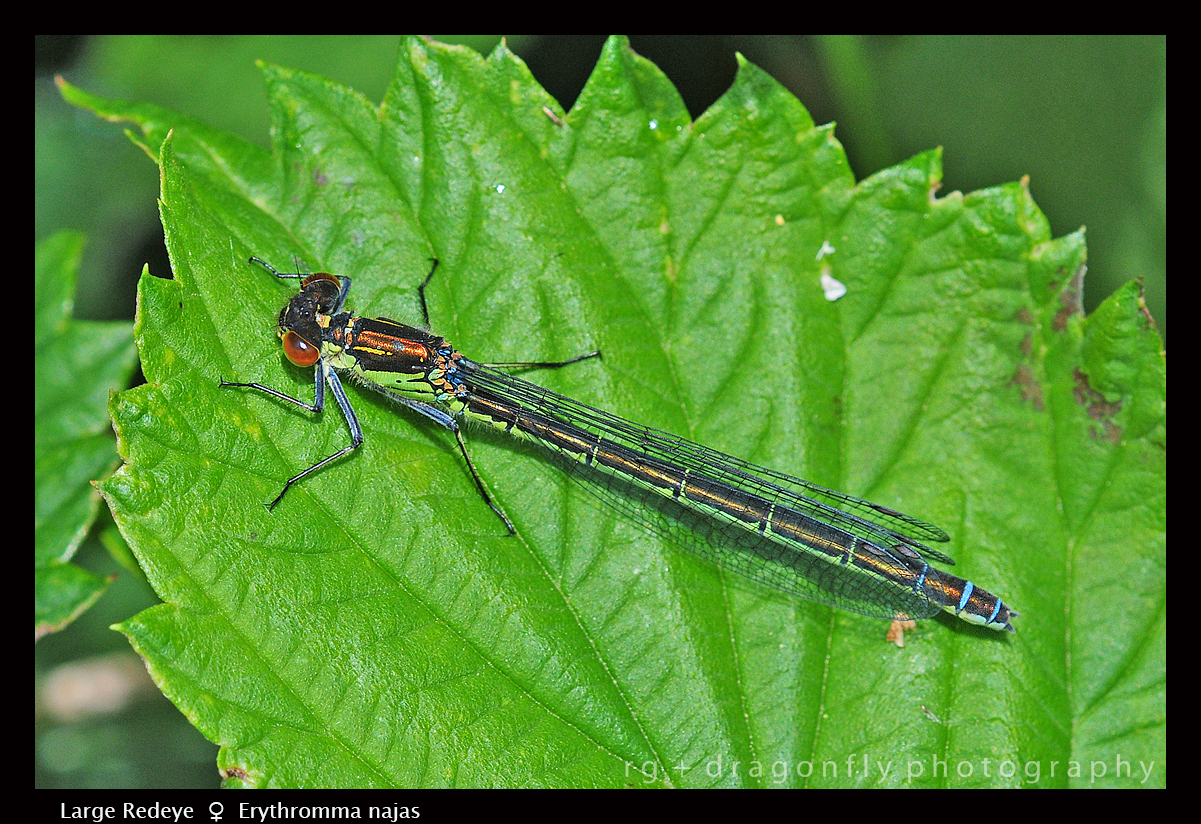 38. Large Redeye - Red-eyed Damselfly - Erythromma najas - UK European ...