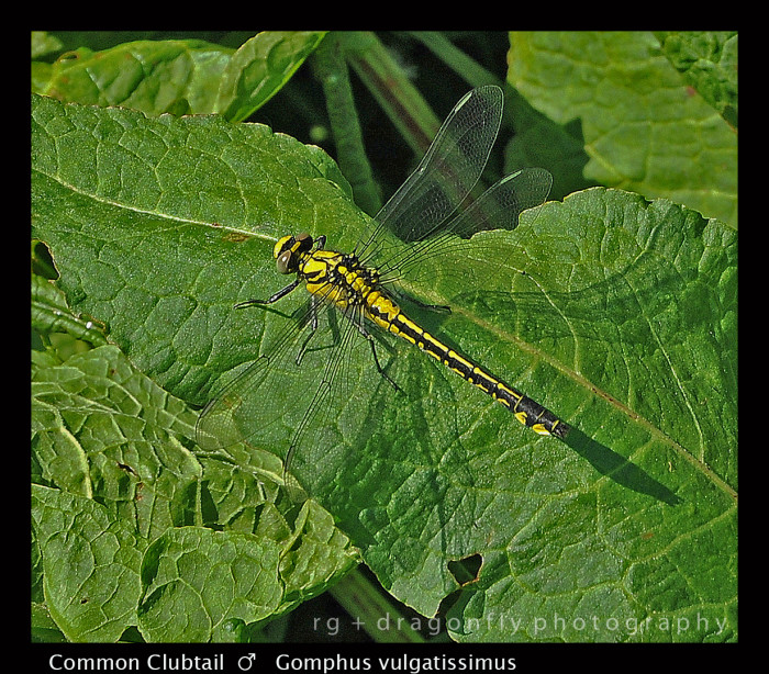 073. Common Clubtail - Club-tailed Dragonfly - Gomphus vulgatissimus ...