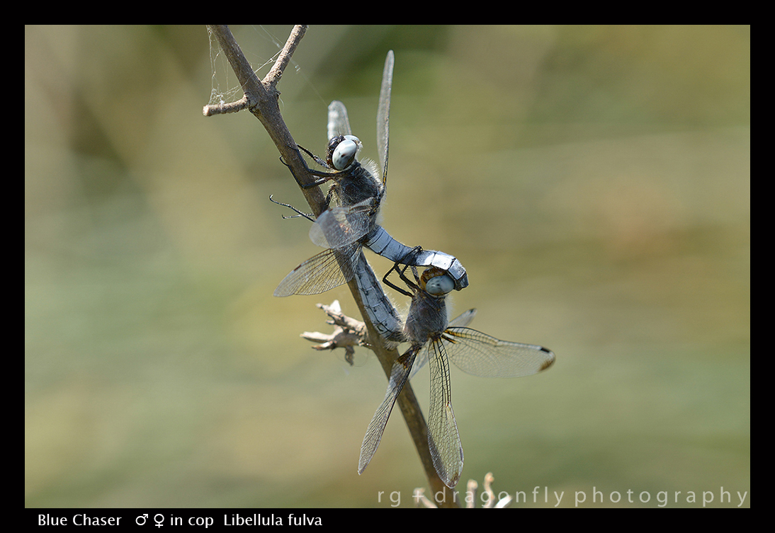 114. Blue Chaser - Scarce Chaser - Libellula fulva - UK European photo ...