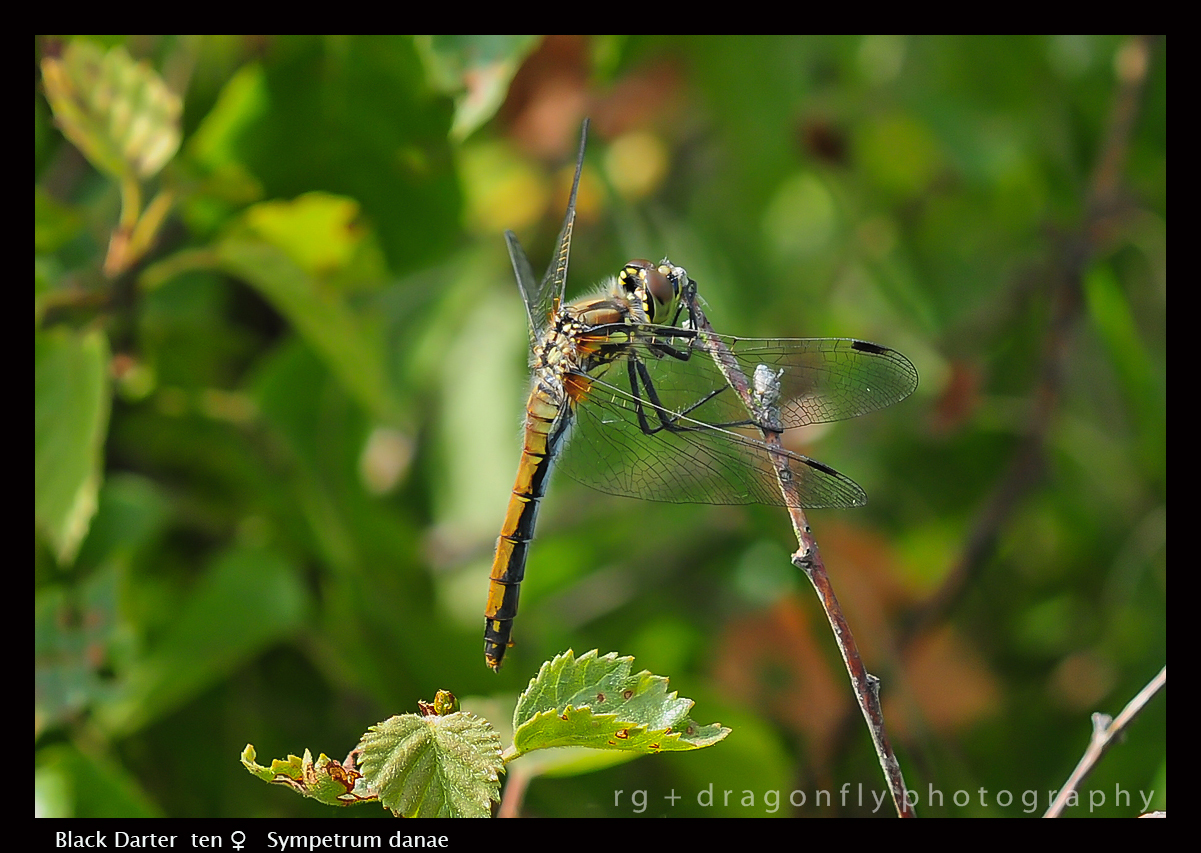 130. Black Darter - Sympetrum danae - UK European photo | Dragonfly Prime