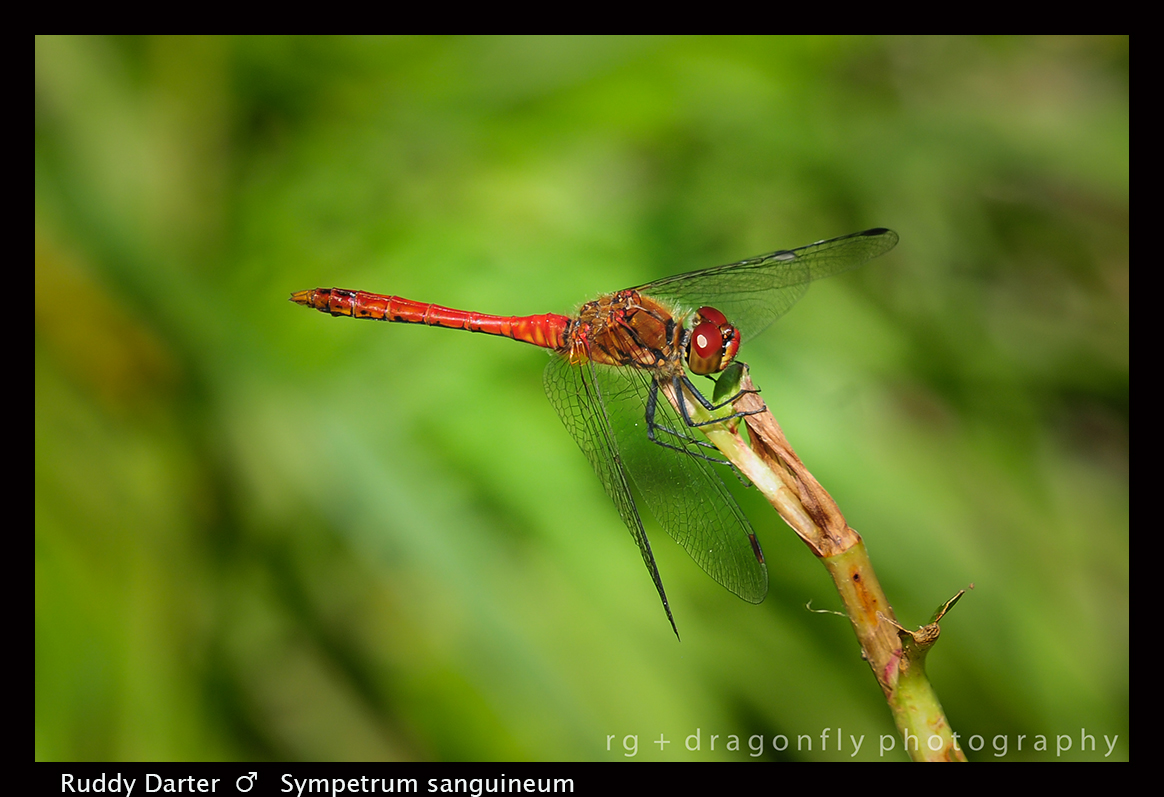 132. Ruddy Darter - Sympetrum sanguineum - UK European photo ...
