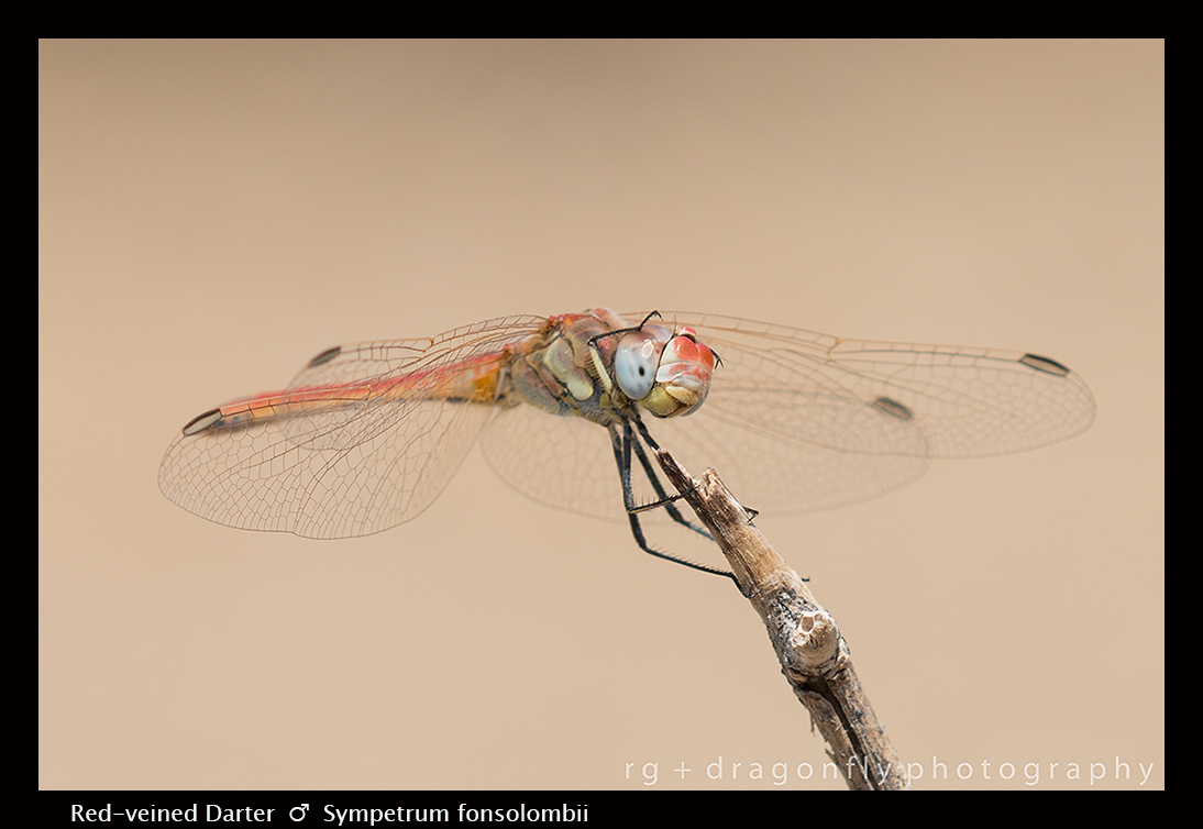 135. Red-veined Darter - Sympetrum fonscolombii - UK European photo ...