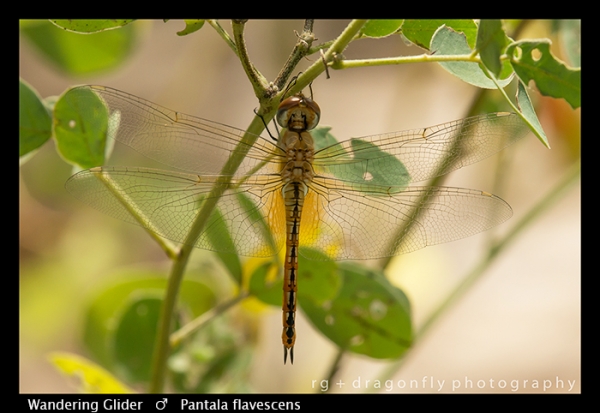 Wandering Glider/Globe Skimmer - Pantala flavescens | Dragonfly Prime